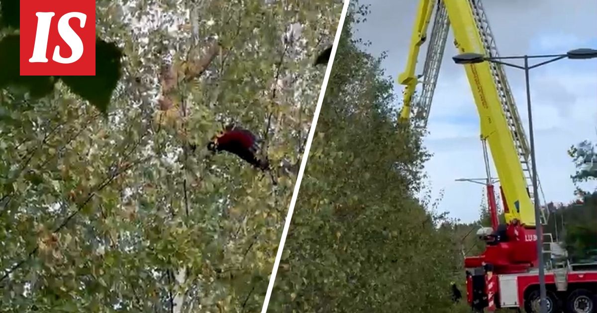 Video: Mies pakeni poliisia puun latvaan Espoossa - Ilta-Sanomat