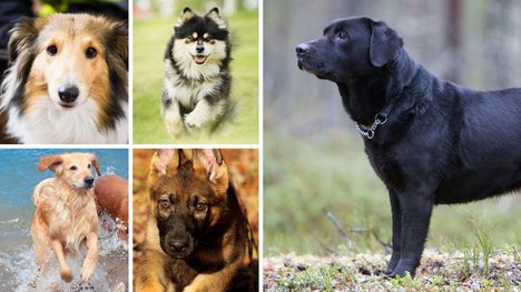 Suomen suosituimmat koirarodut 2022 - Ilta-Sanomat
