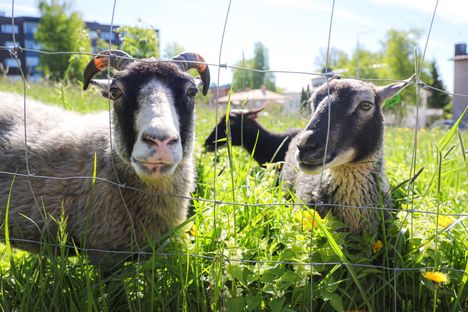Monimuotoisuus-teemapäivä houkuttelee Merimuseolle - Satakunnan Kansa