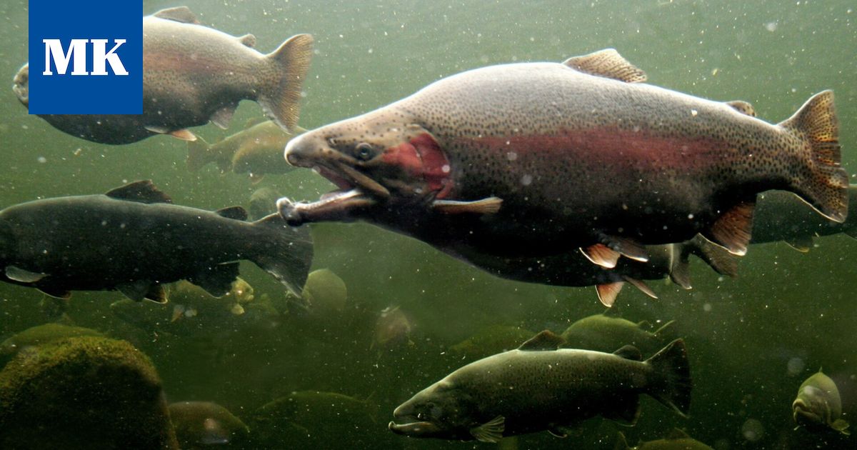 Lohen kalastus vaarassa yhden joen takia – Päätös selvillä lokakuun ...