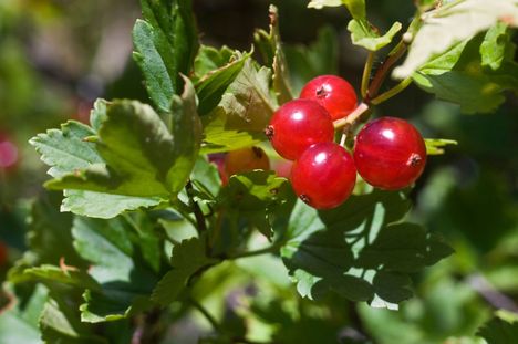 Harvinaiset suomalaiset marjat, jotka harva tunnistaa: tällaisia ovat ...