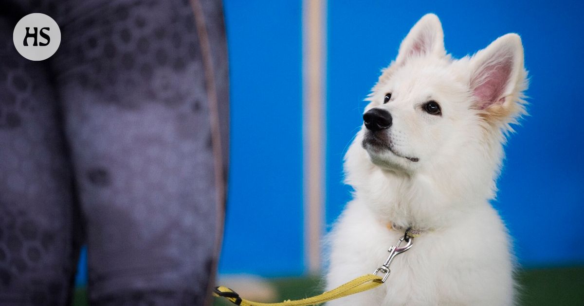 Koira tunnistaa tutun puhujan | HS.fi