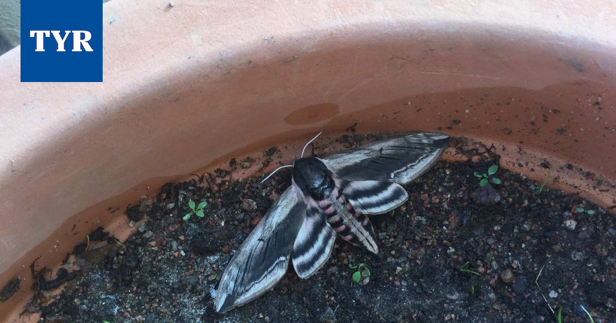 Suomen suurin perhonen – Lukija kuvasi tämän harvinaisuuden Uotsolassa ...