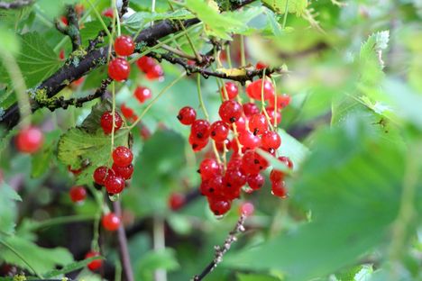 Harvinaiset suomalaiset marjat, jotka harva tunnistaa: tällaisia ovat ...
