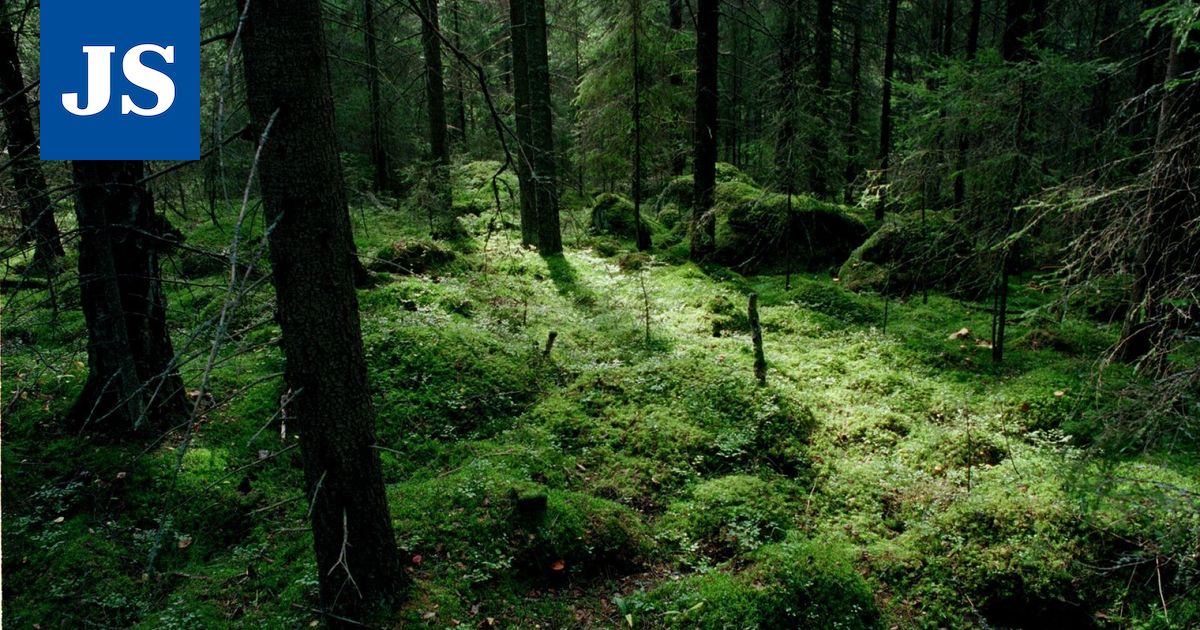 Luonto elvyttää: Verenpaine laskee, stressi vähenee, olo tuntuu ...