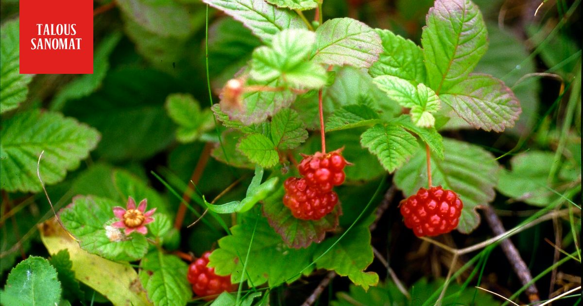 Mesimarja kallis ja harvinainen marja - Ilta-Sanomat