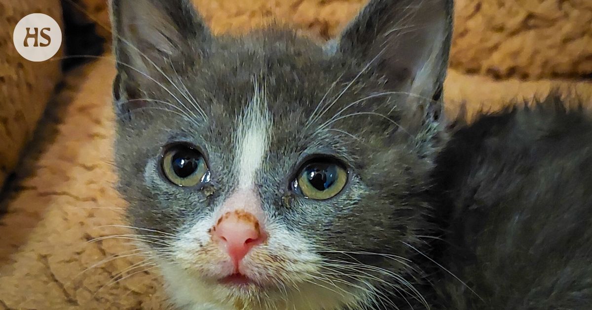 Pariskunta ruokki 70 villikissan laumaa biojätteillä – ”Näky veti minut ...