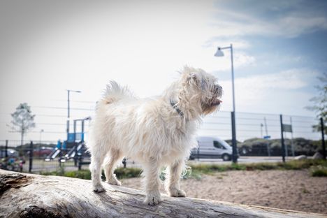 Tällaisia koirarotuja suomalaiset eivät halua - Ilta-Sanomat