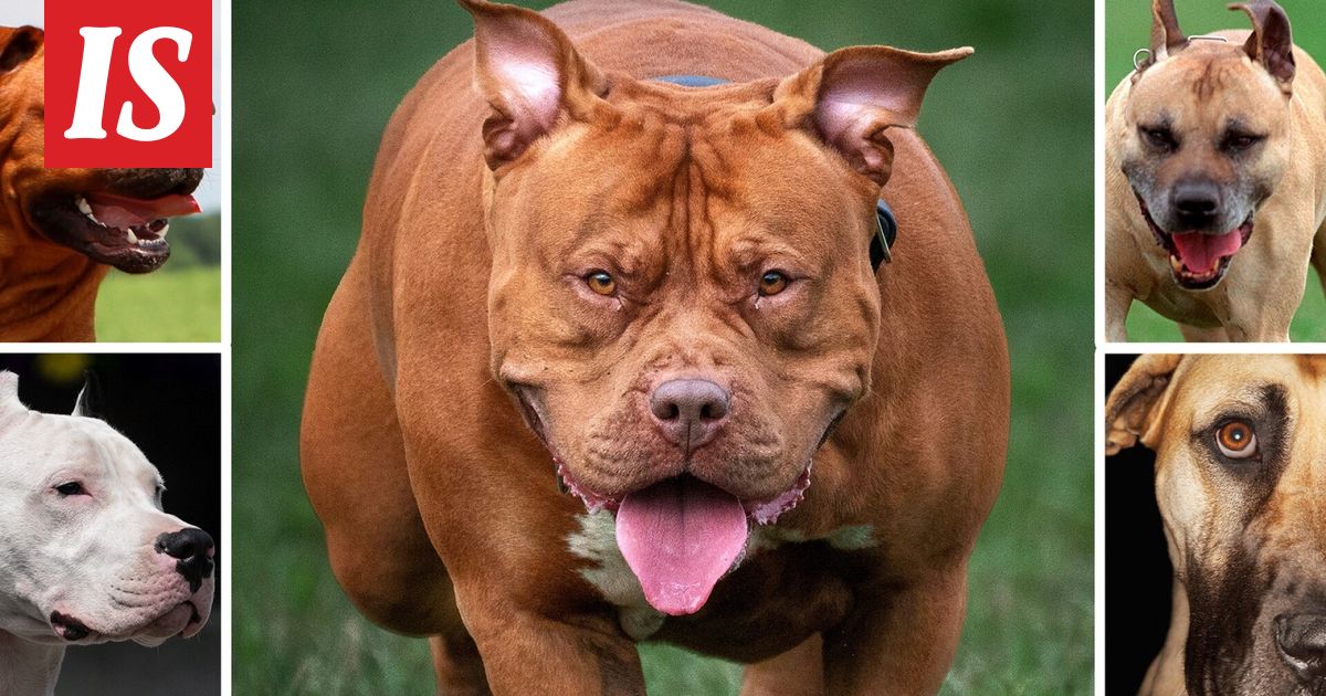 Nämä Suomessa sallitut koirarodut ovat muualla laittomia - Ilta-Sanomat