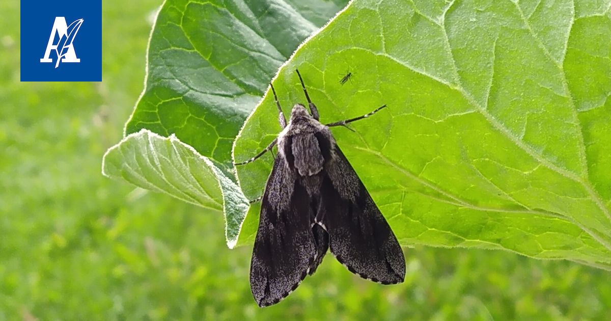 Miksi iso perhonen nökötti raparperin lehdessä? – Sille löytyi ...