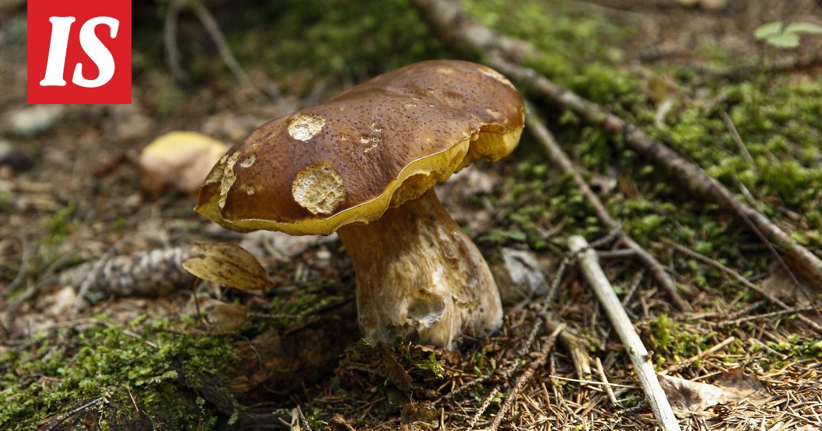 Sieni, jota voi luulla herkkutatiksi, mutta onkin karmiva – voi ...