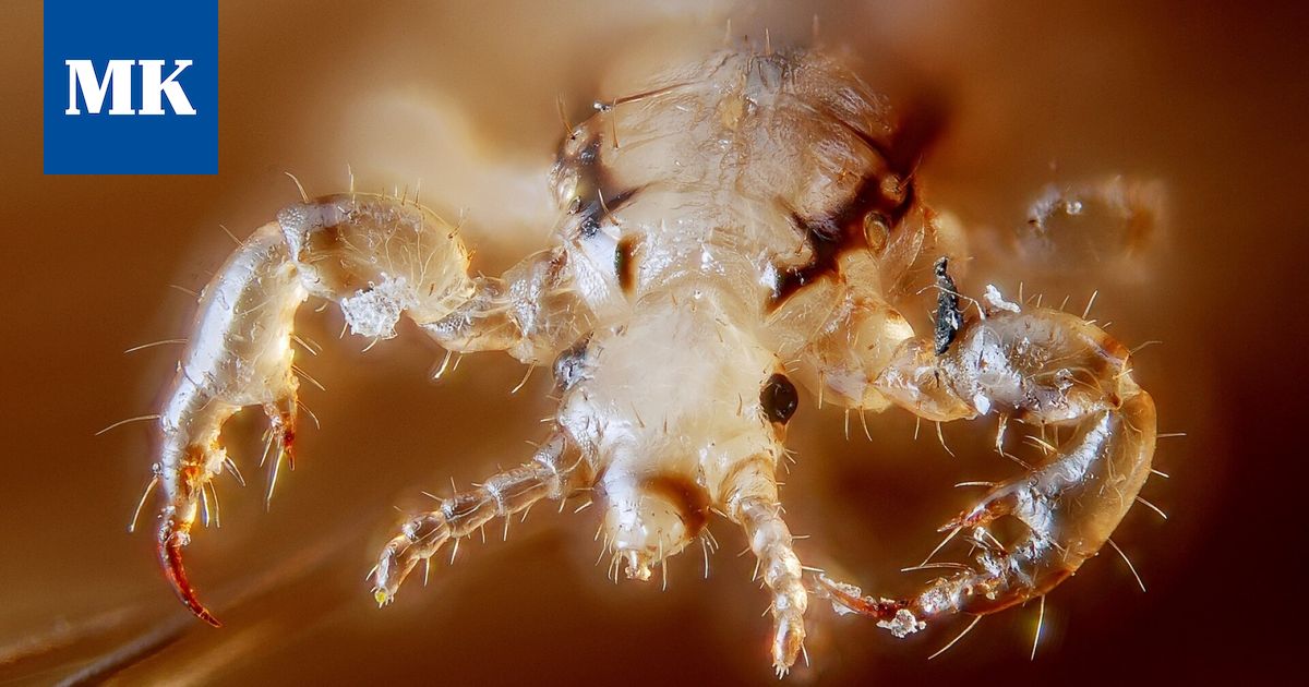 Päätäi, syyhypunkki ja kihomato ovat mielenkiintoisia ja keskenään ...