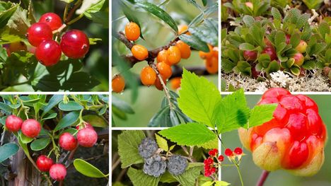 Harvinaiset suomalaiset marjat, jotka harva tunnistaa: tällaisia ovat ...