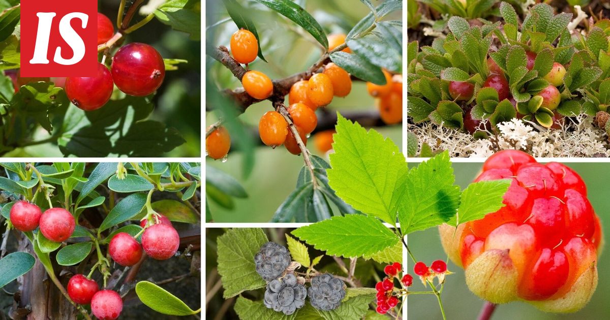 Harvinaiset suomalaiset marjat, jotka harva tunnistaa: tällaisia ovat ...