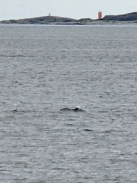 Nähtiinkö Hangossa valas? - Ilta-Sanomat