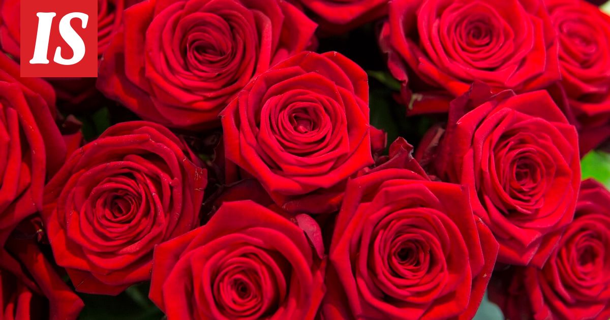 Näin saat ruusut säilymään kauniina pitkään – ammattilainen neuvoo ...