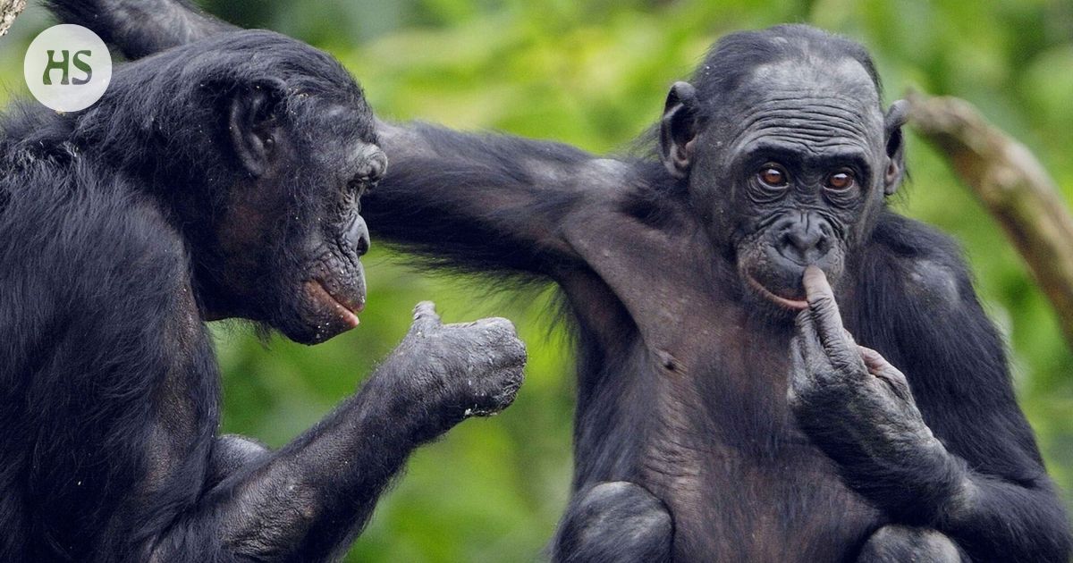 Tutkimus: Bonobot huudahtelevat melkein kuin ihmiset | HS.fi