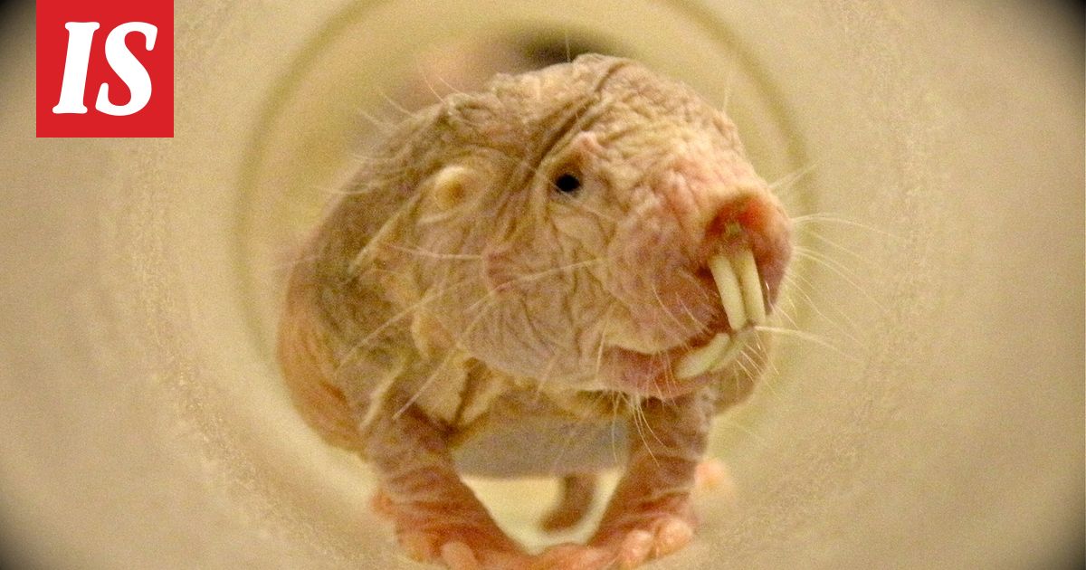 Hui, mikä kaljurotta – saattaa elää pidempään kuin norsu! - Ilta-Sanomat
