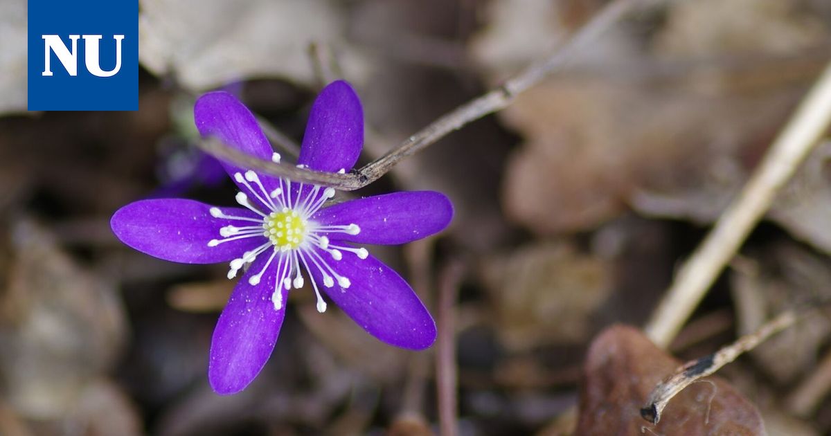 Se on kevät nyt! – Ainakin Nokian Uutisten lukijoiden kuvien mukaan - Nokian Uutiset