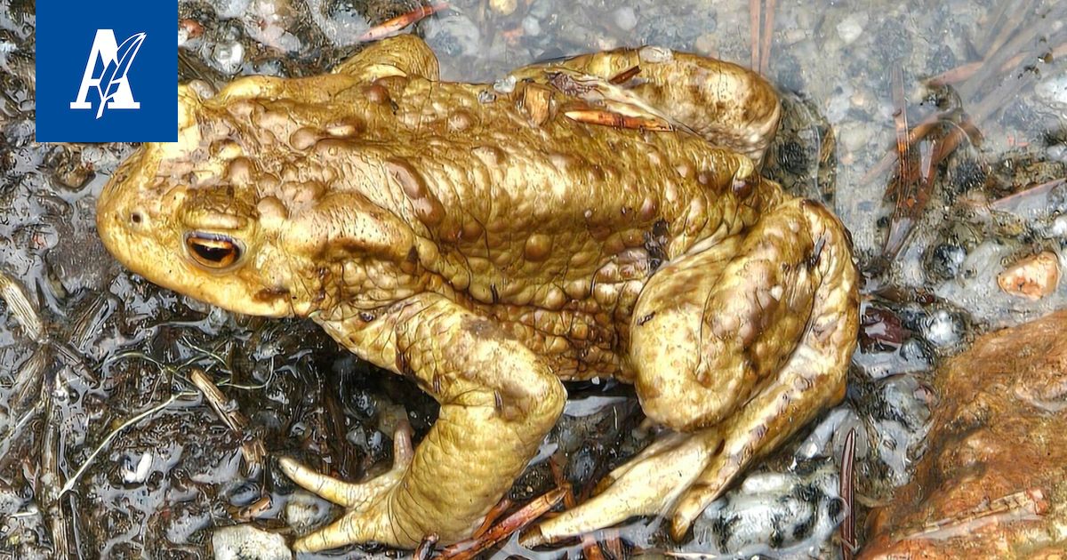 Satu Ojala-Kuusiniemi törmäsi kummallisen väriseen sammakkoon