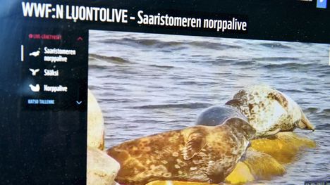 Norppalive on jälleen täällä - Ilta-Sanomat