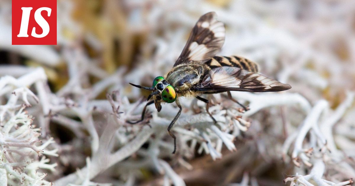 Paarma-ansa ämpäristä – näin teet sen itse - Ilta-Sanomat