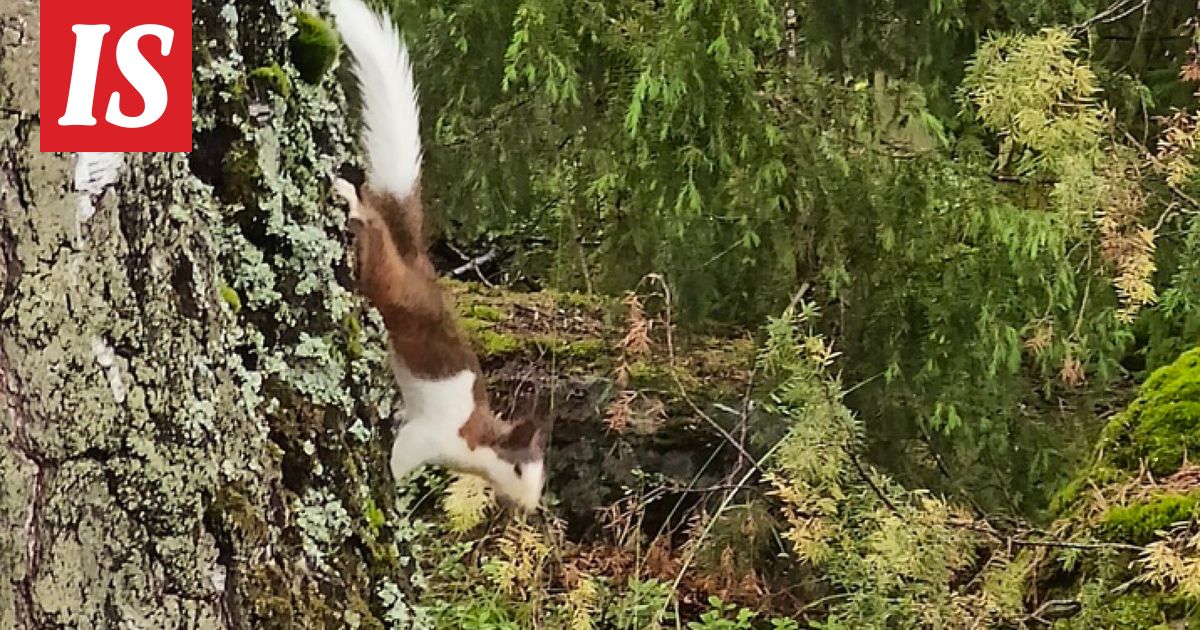 Vantaalla asuu orava, jonka väritys on tehnyt siitä paikallisen ...