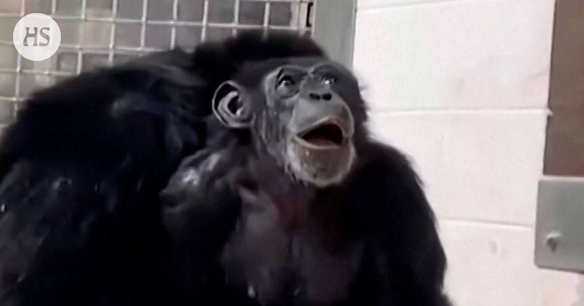 Vanilla-simpanssi häkeltyi nähtyään taivaan 28 vuoden vankeuden jälkeen ...