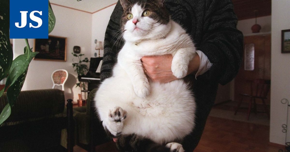 Kissalla yksi ylimääräinen kilo vastaa 16 kilon ylipainoa ihmisellä ...