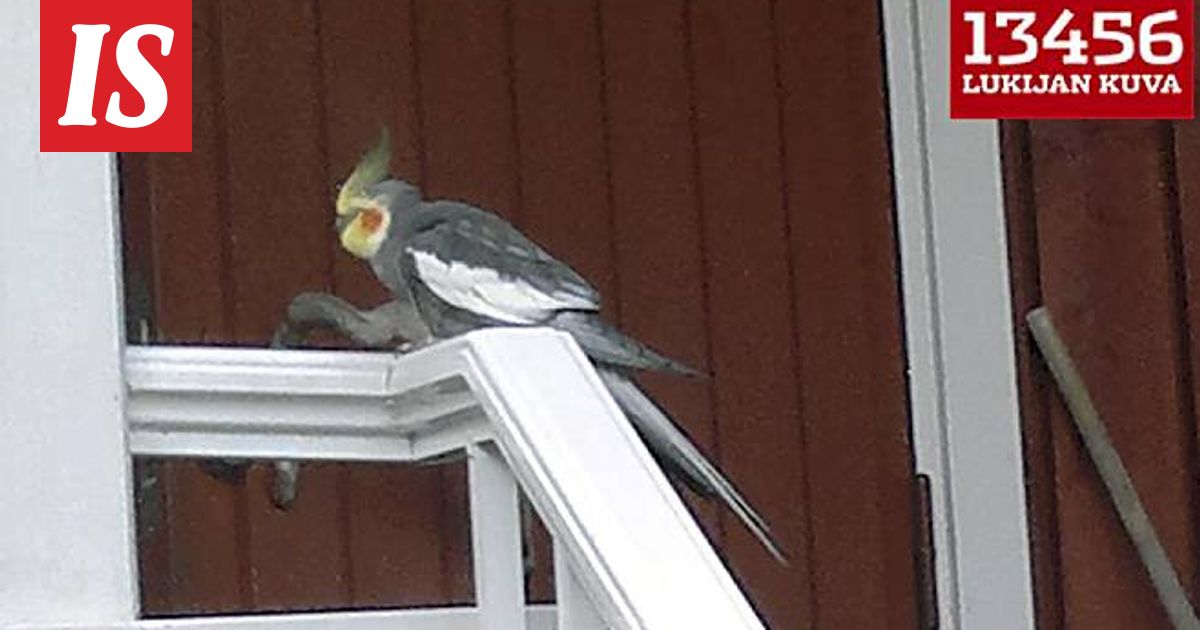 Kakadu, neitokakadu, yllätys kesämökillä: Kakadu istui männynoksalla ...