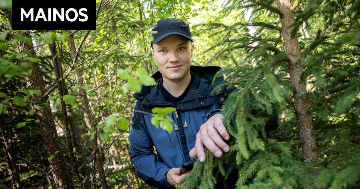 Taimikonhoito vaatii nyt yllättäviäkin toimenpiteitä – Kullaan ...