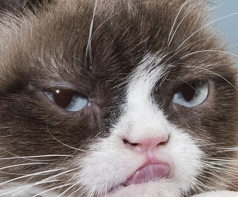 Maailman tunnetuin somekissa Grumpy Cat on kuollut - Ilta-Sanomat