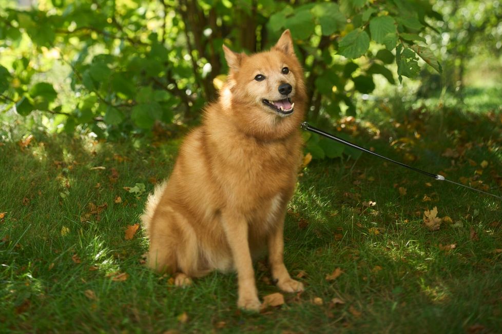 Juku on kaunis pystykorva, mutta se on myös sankari – Kolme vuotta ...