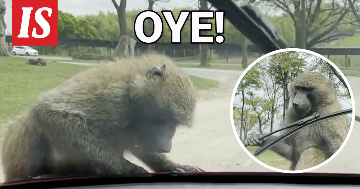 Paviaani kävi autoon käsiksi Britanniassa - Ilta-Sanomat