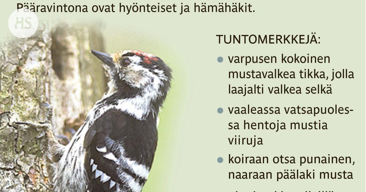 Pikkutikka on pieni mutta pirtsakka | HS.fi