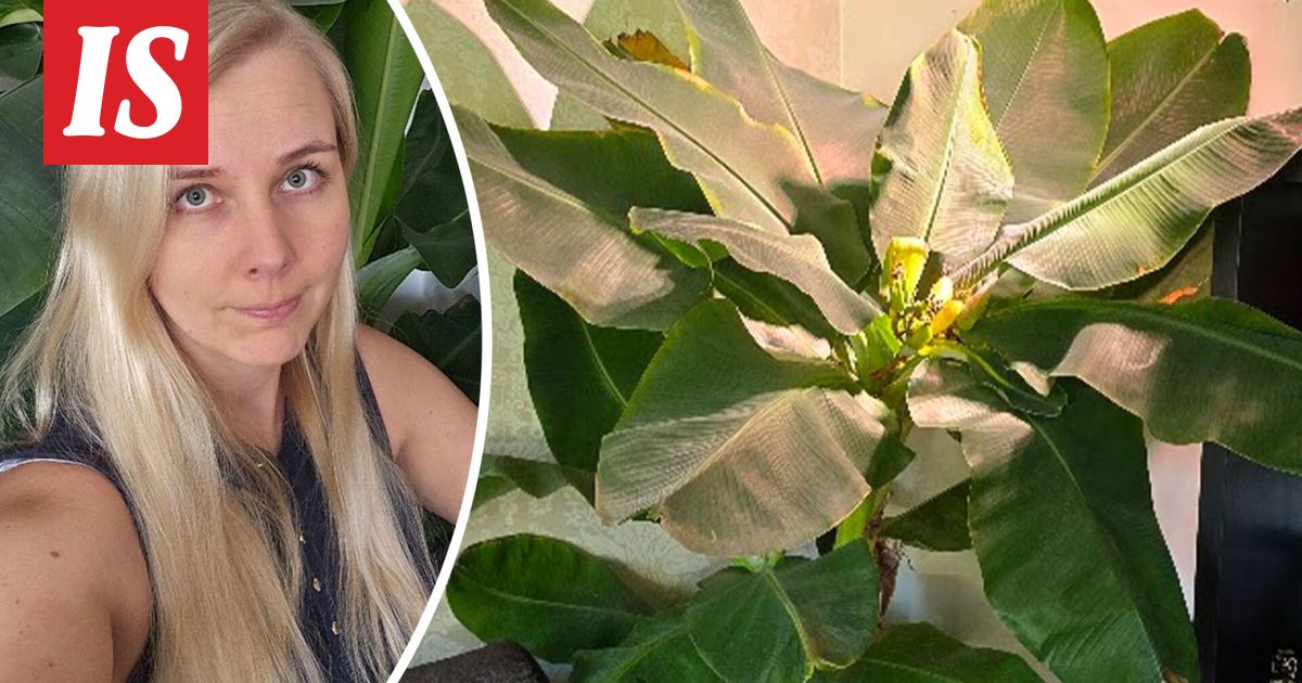 Sadun banaanipuu tuotti yllätyksen - Ilta-Sanomat