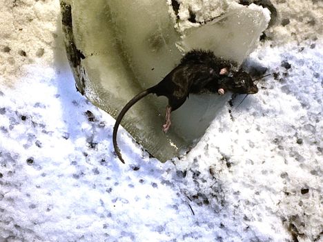 Kaksi mustaa rottaa hukkui vesisaaviin Härmälässä – Onko sukupuuttoon ...