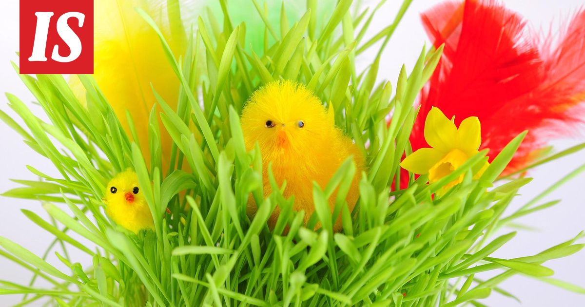 Tiedätkö, mistä rairuoho on saanut nimensä? Sanalla on yllättävät ...