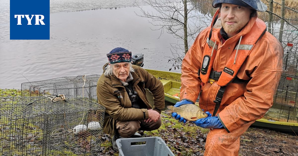 Kalastaja Jarmo Mattila on nostanut jo tuhansia kiloja ruutanaa ...