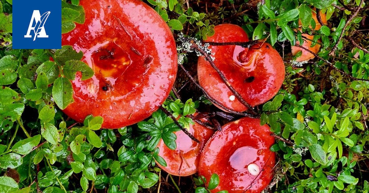 Värikäs lakki hohti punaisena metsässä Ruovedellä, mutta se ei ...