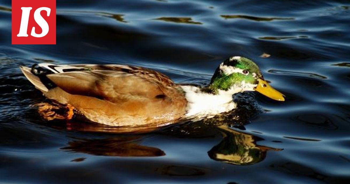 Taas yksi – Mikä ihmeen pullasorsa tämä on? - Ilta-Sanomat