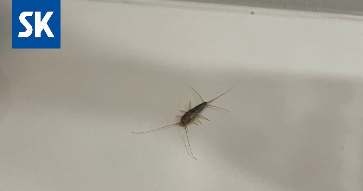 Tällaista kiusaa vaikeasti hävitettävä paperitoukka aiheuttaa ...