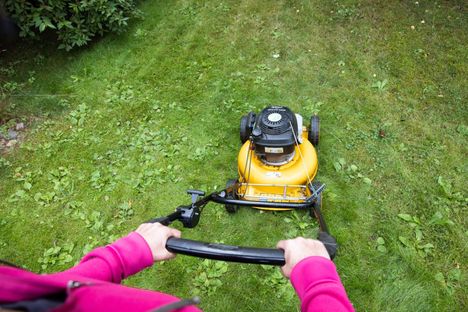 Miten kyykäärmeestä pääsee eroon? Näin poistat kyyn pihaltasi oikein ...