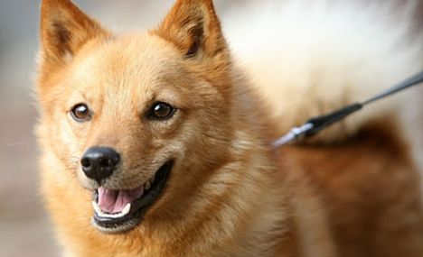 Suomenpystykorva on suomalaisten suosikkikoirarotu - Ilta-Sanomat