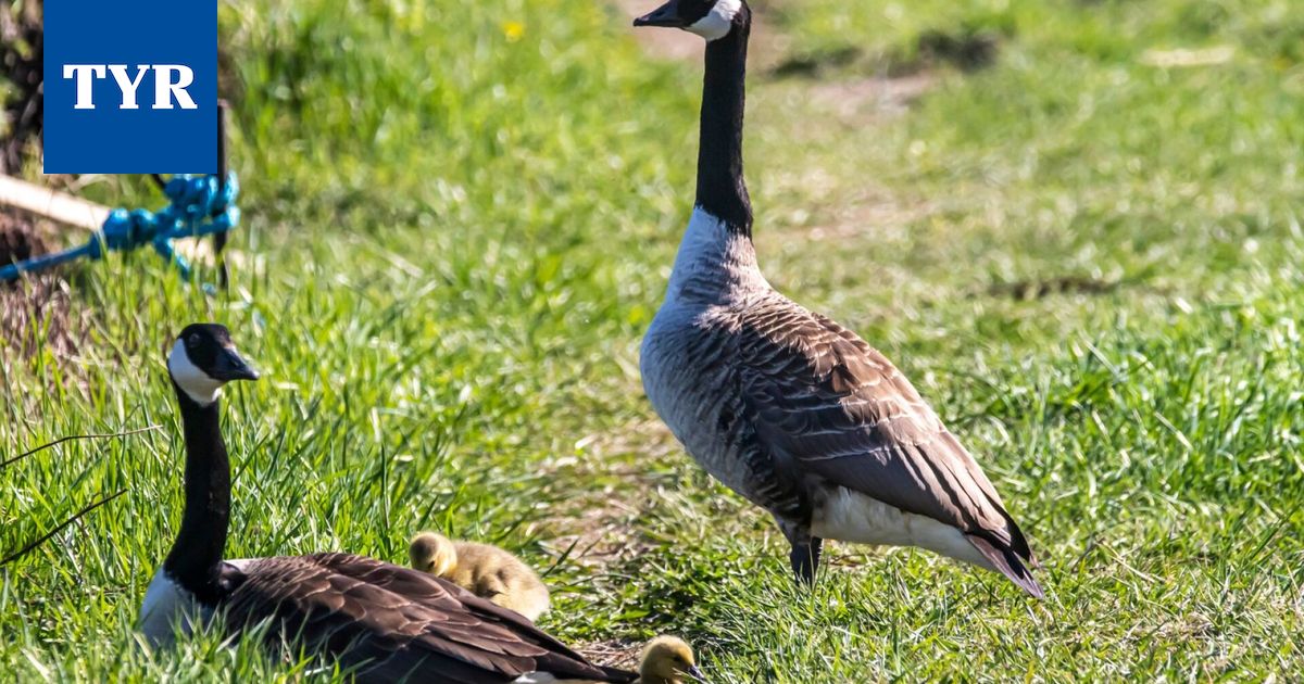 Silminnäkijähavainto: Buster-vene kiisi useita kertoja kovalla ...