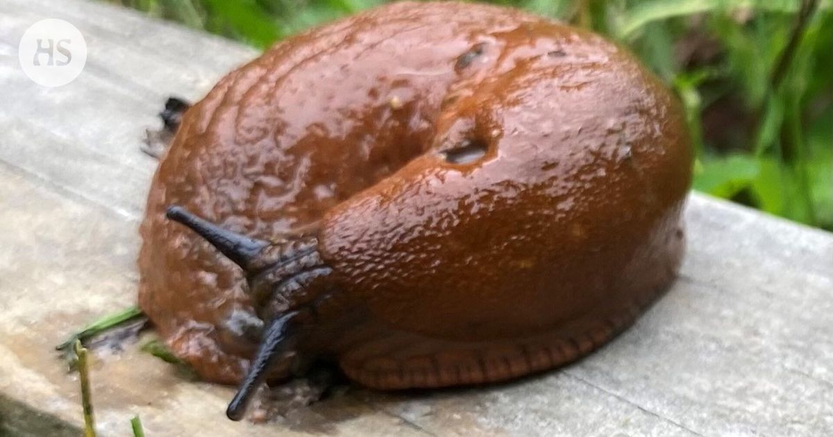 Etana aiheutti poliisioperaation Baijerissa | HS.fi