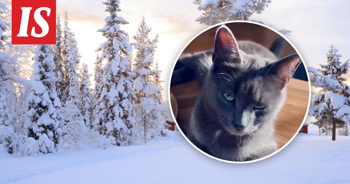Tätä mieltä Miisu-kissa on talvesta - Ilta-Sanomat