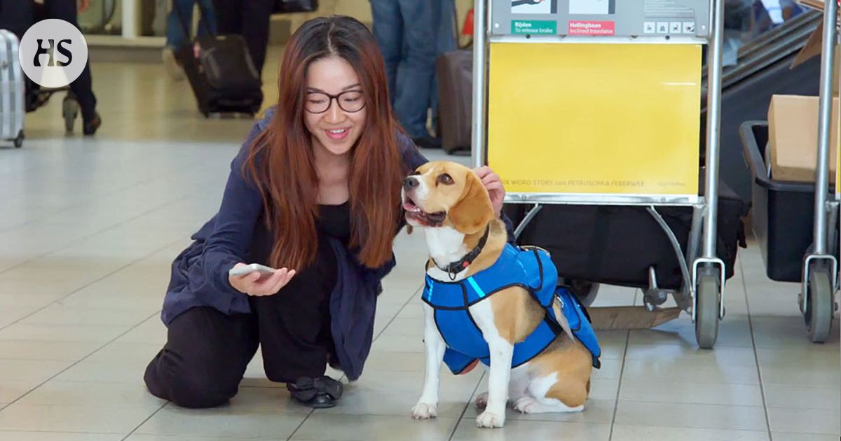 Sherlock-beagle noutaa lentokoneeseen jääneet tavarat | HS.fi