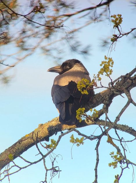 Nuoret naiset palvovat kännykkää ja koiriansa – Vauvat vähenee, mutta ...