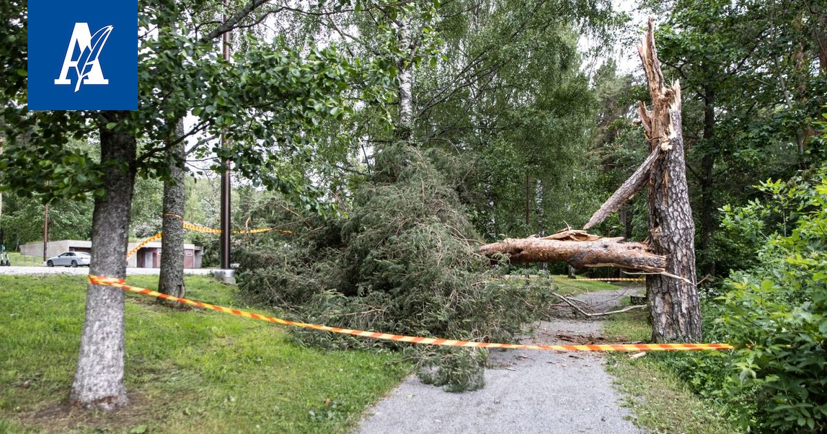 Näin puun alle jäämisen riskiä voi pienentää: Apulais­palo­päällikkö ...